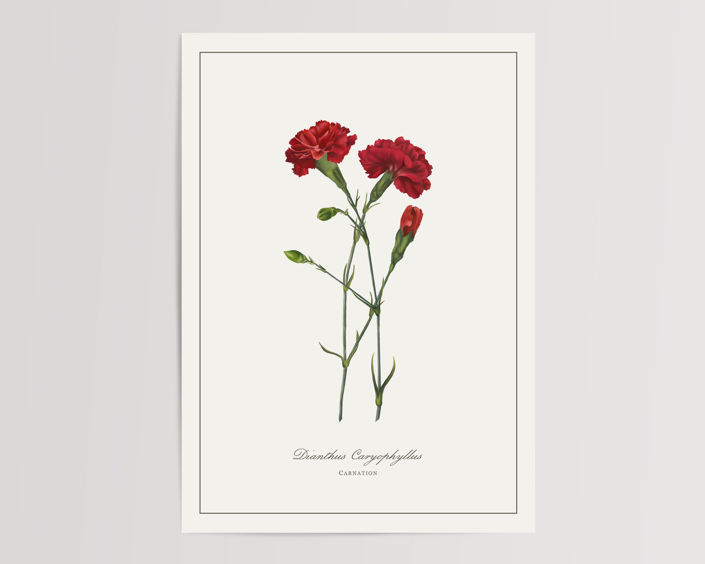 Carnation Botanical Print | Printed and Shipped Illustration | Floral ...
