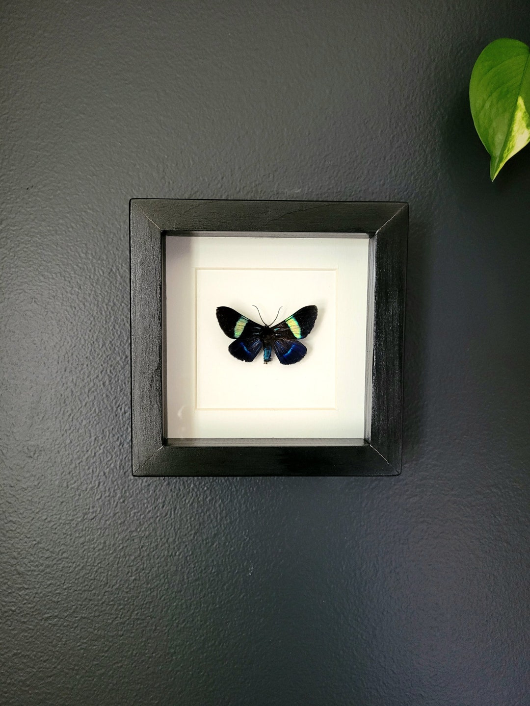 Metallic Blue Moth in Black Wood Frame (5.6"x5.6") - Etsy