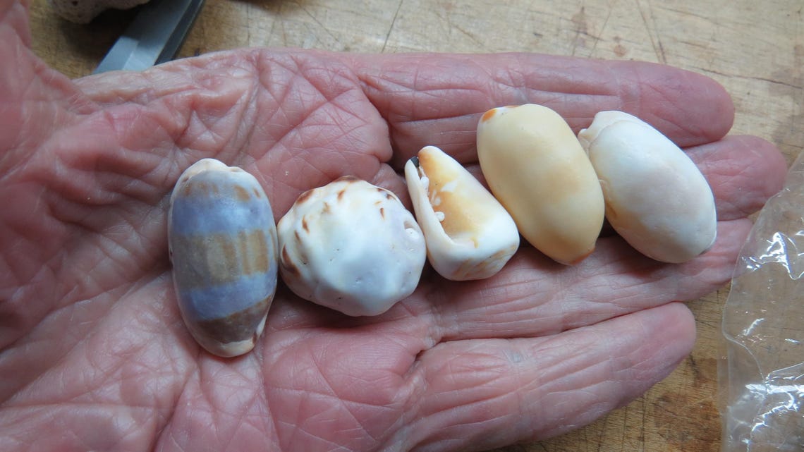 WHITE CORAL and Shell Collection, WITH Some Black and White Shell Beads ...