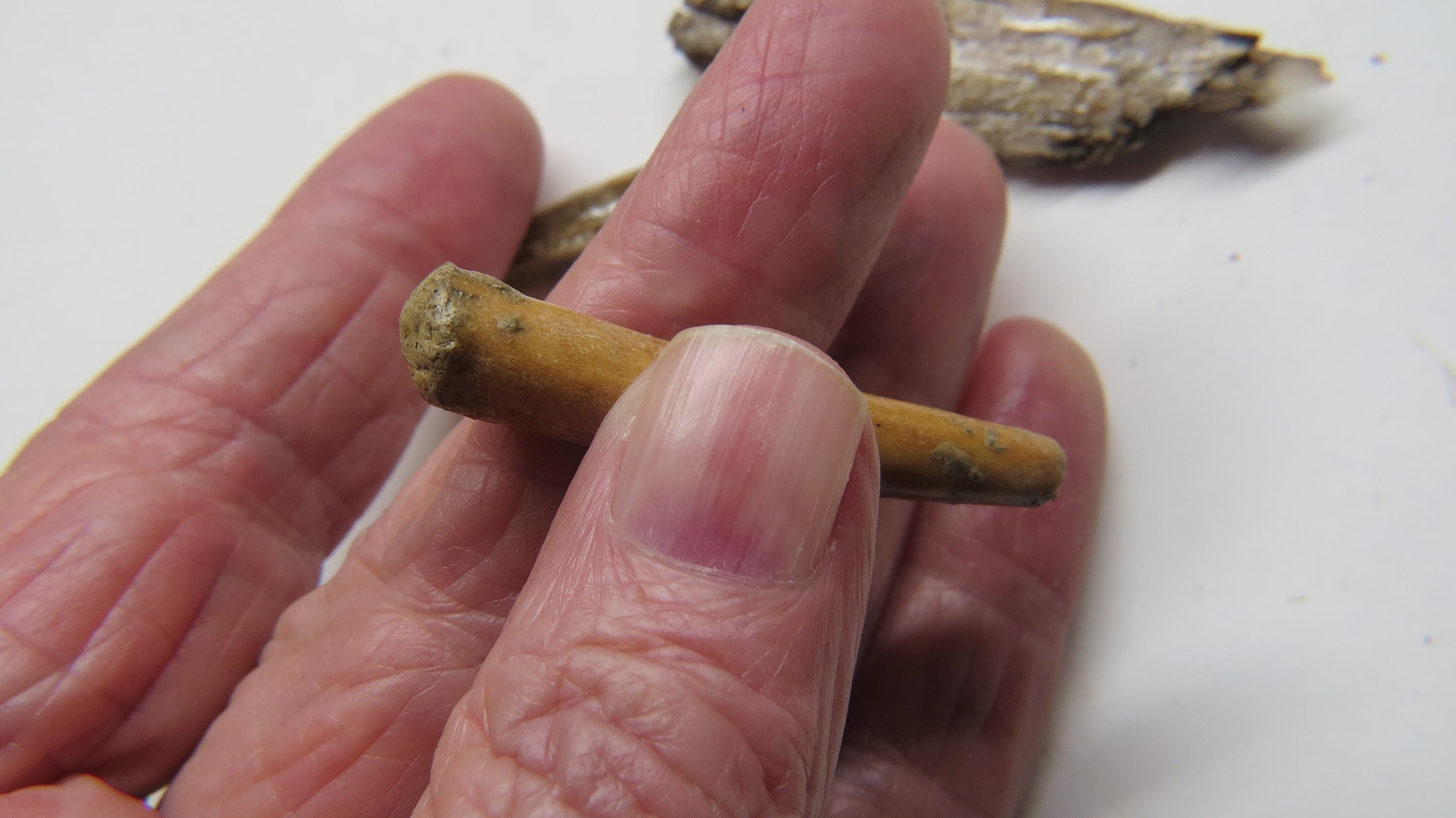 NATIVE AMERICAN INDIAN Artifact Primitive Bone Awls / Tools Very Nice ...