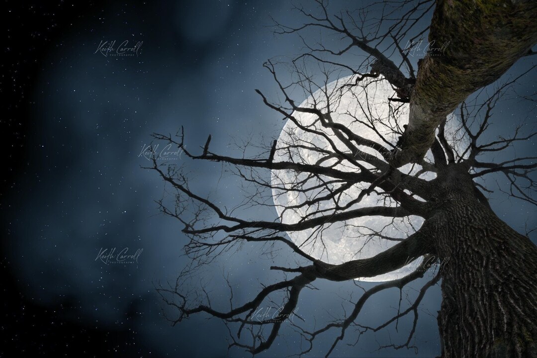 Moonlit Embrace, Full Moon Nature Photography, Bedroom, Living Room ...