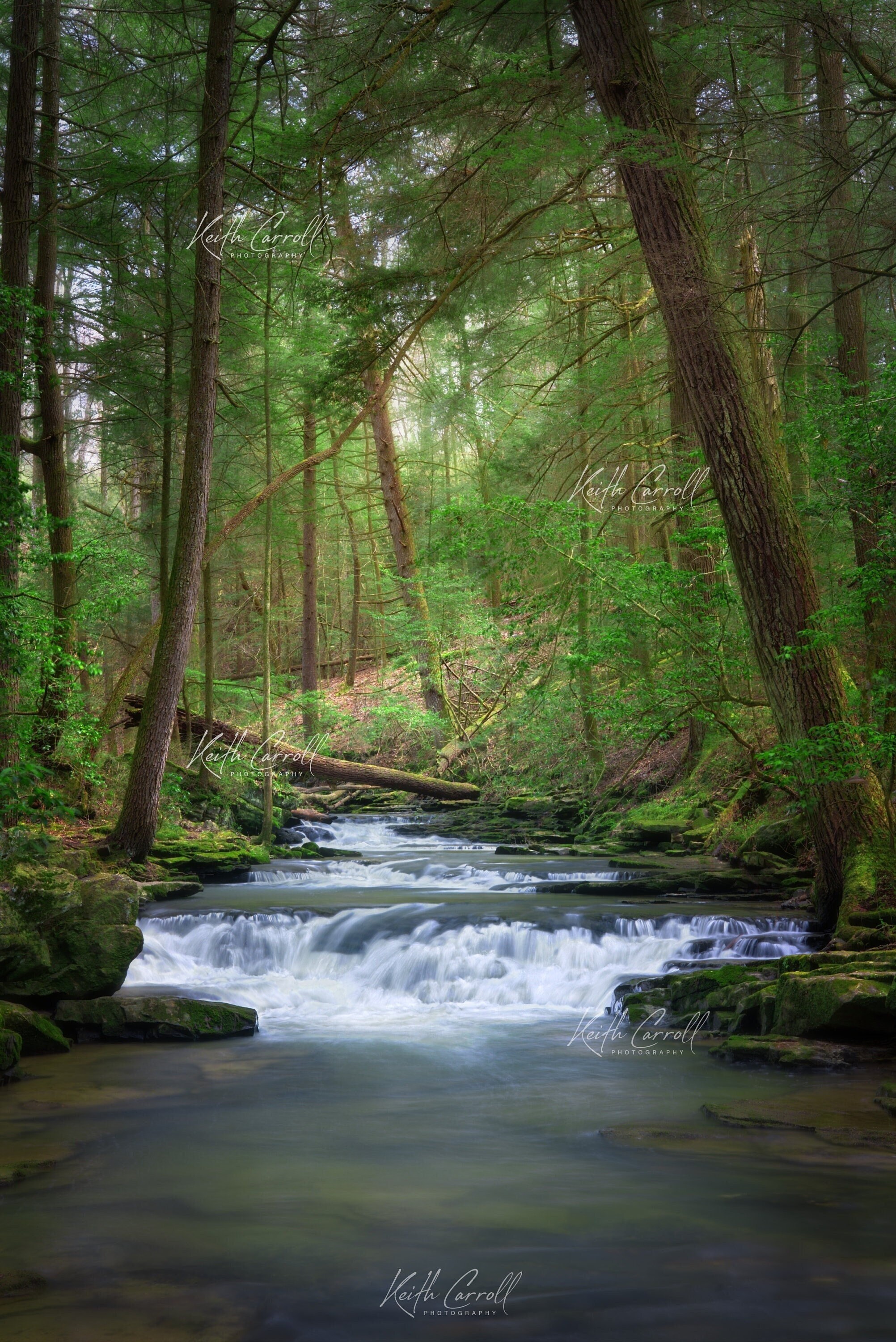 Fiery Gizzard Trail Creek, South Cumberland State Park Photograph ...
