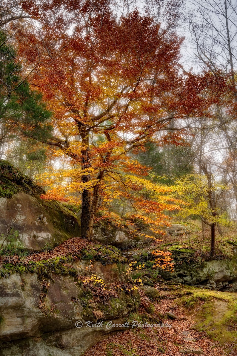 Fall Red Maple Photograph, Landscape Nature Photography, Living Room ...