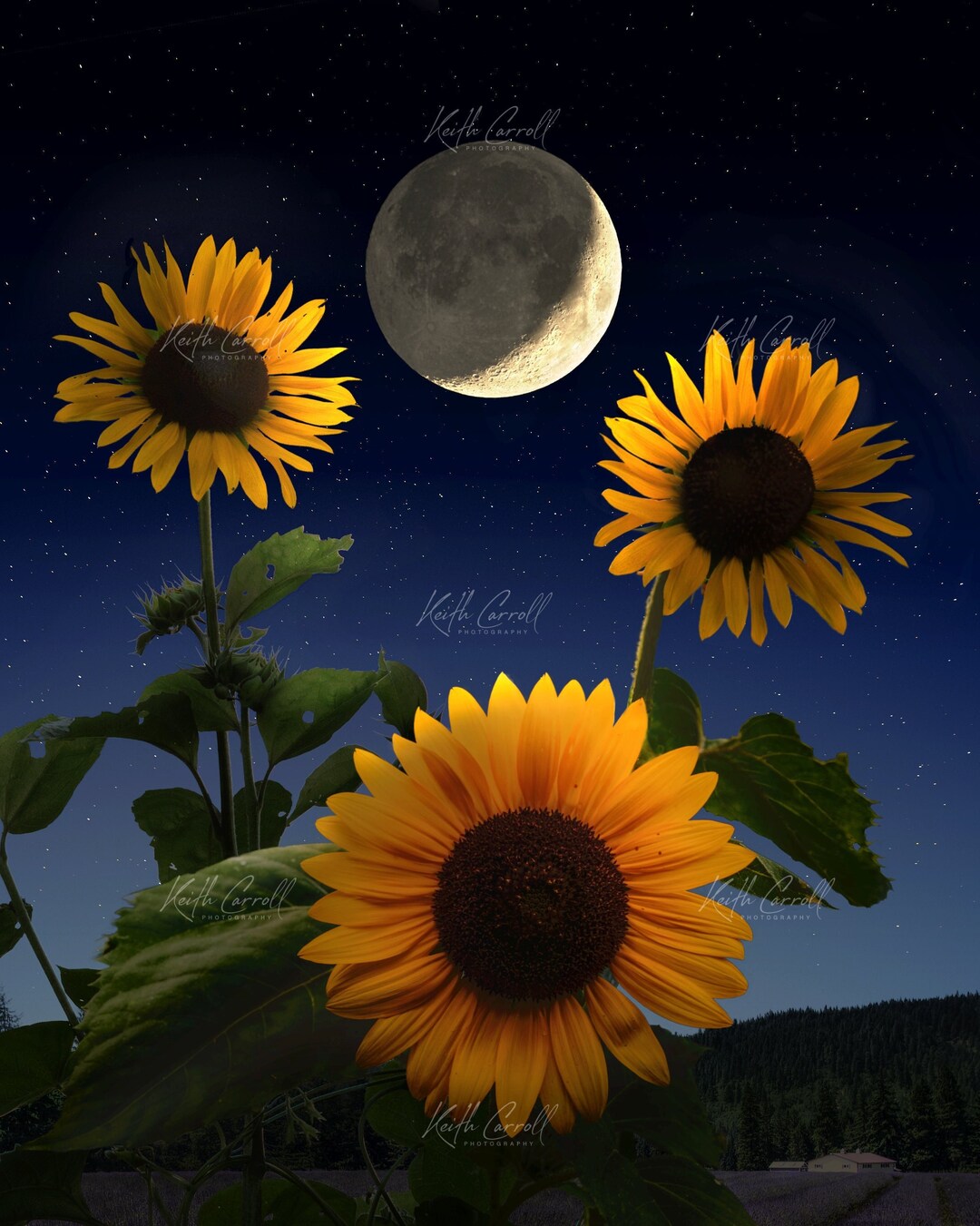Sunflowers and Moon Photograph, Landscape Night Sky Photography, Living ...