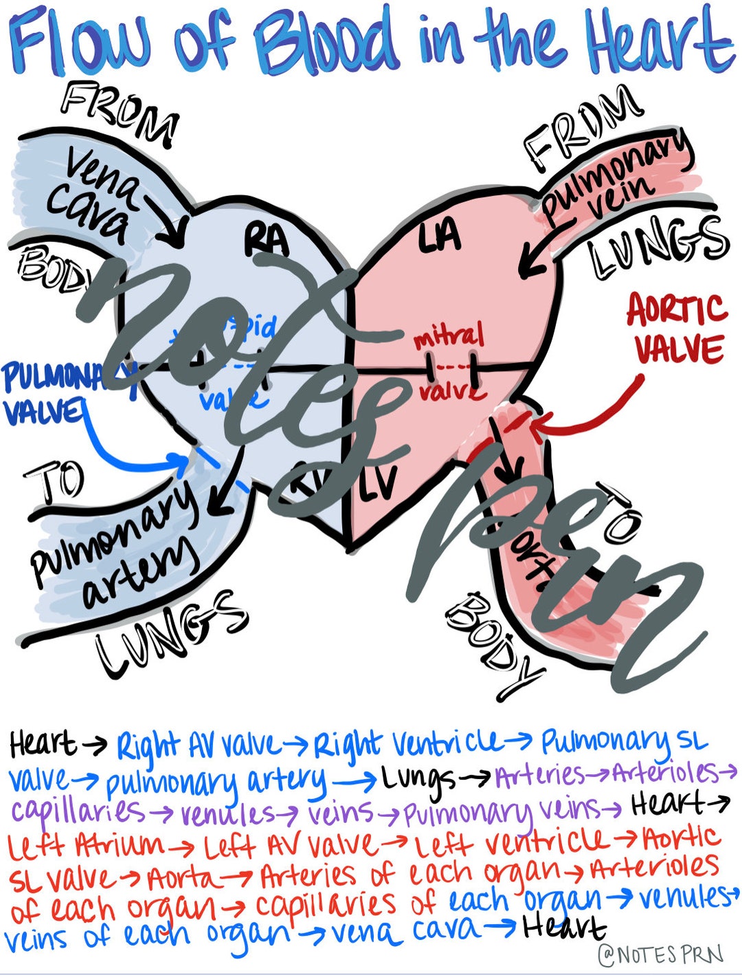 Nursing Notes-flow of Blood in Heart - Etsy
