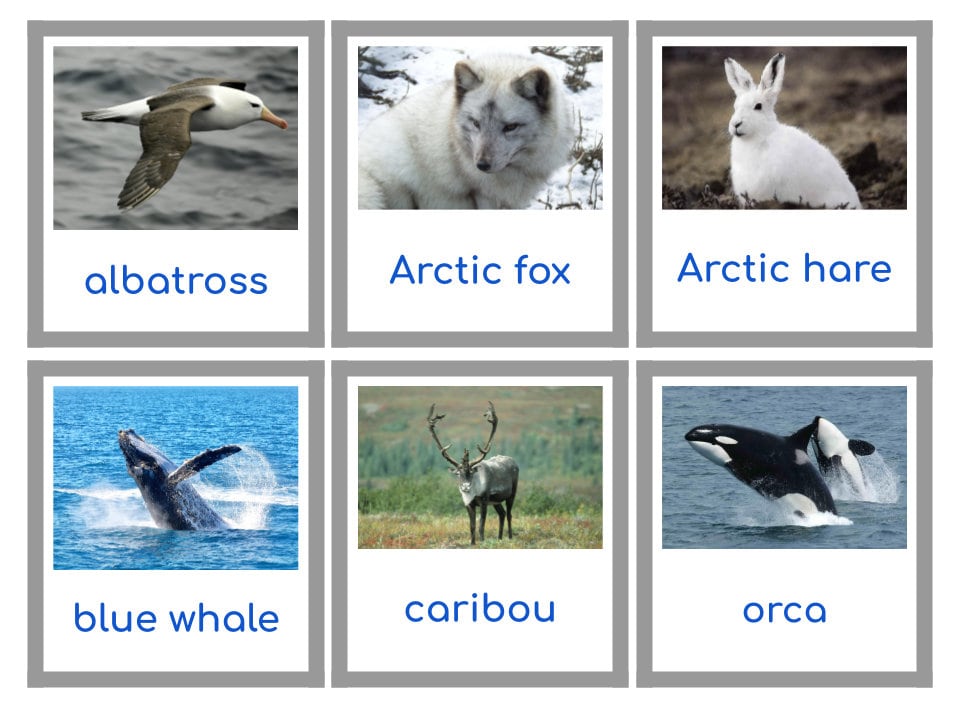 Polar Animals Picture Cards & Flashcards (montessori): Digital - Etsy