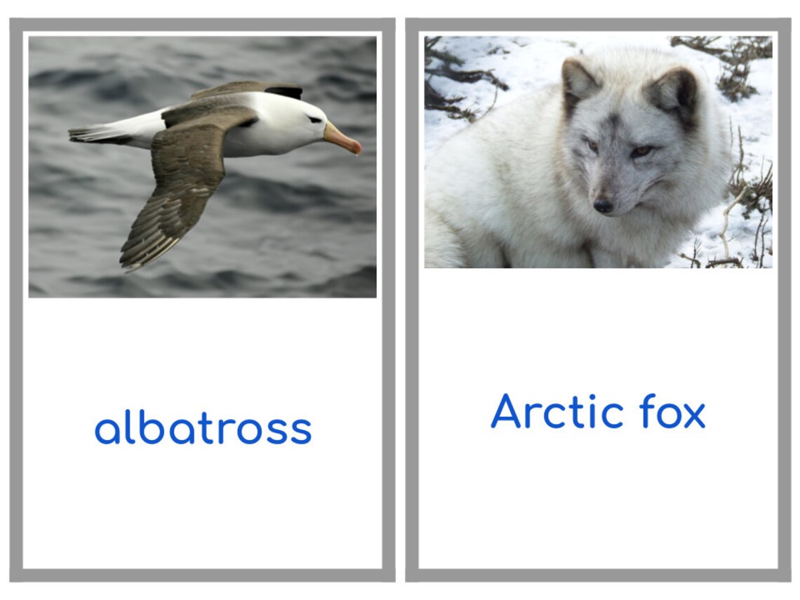 Polar Animals Picture Cards & Flashcards (montessori): Digital - Etsy