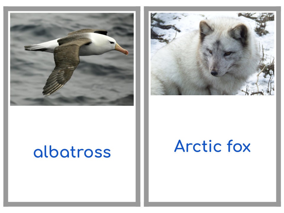 Polar Animals Picture Cards & Flashcards (montessori): Digital - Etsy