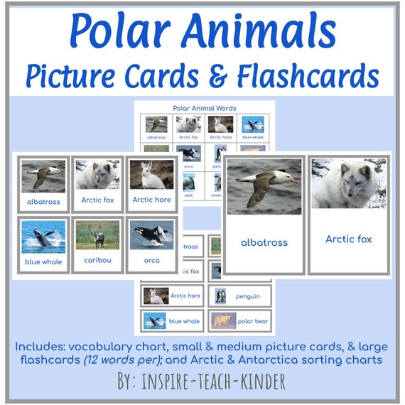 Polar Animals Picture Cards & Flashcards montessori: Digital | Etsy