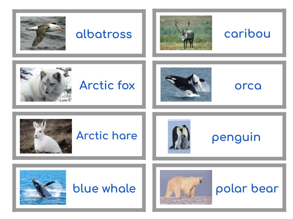 Polar Animals Picture Cards & Flashcards (montessori): Digital - Etsy