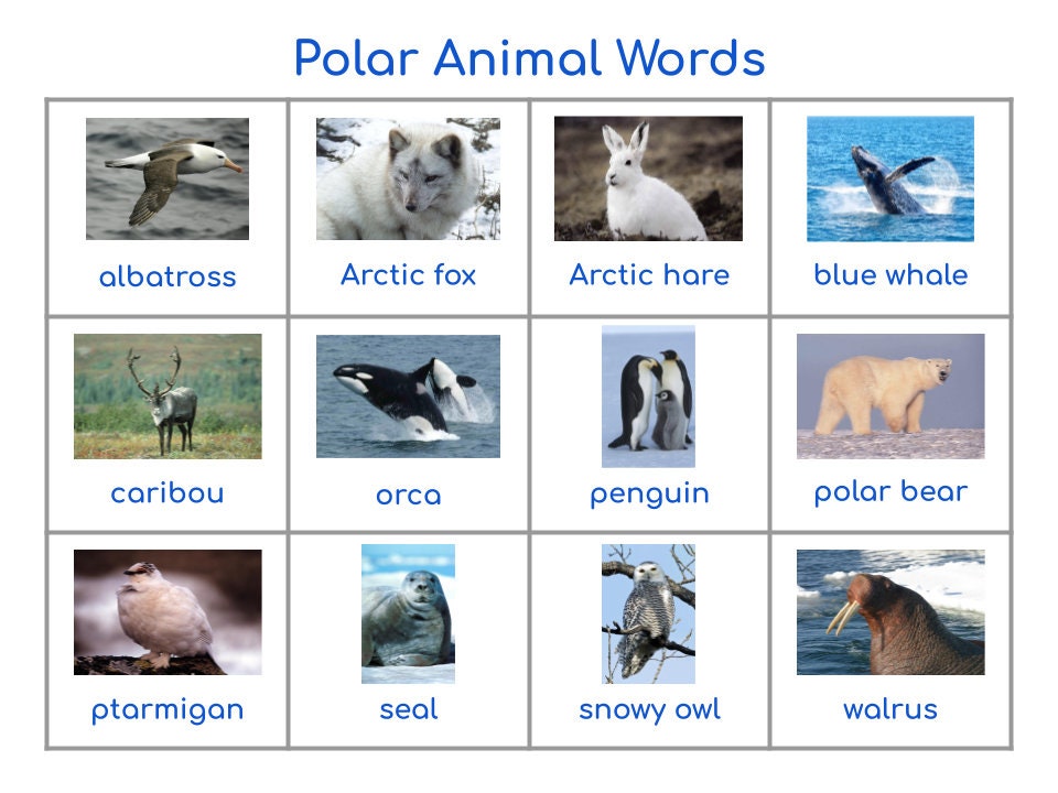Polar Animals Picture Cards & Flashcards (montessori): Digital - Etsy