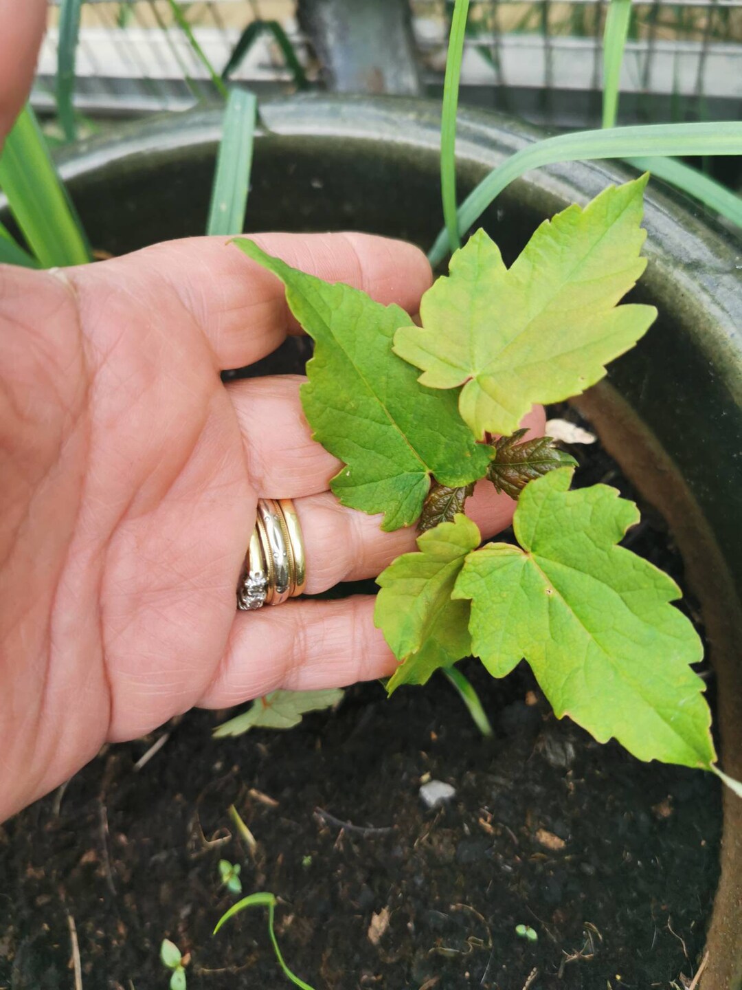 Acer Pseudoplatanus Sycamore Tree, Just Germinated Seedling or 1 Bare ...
