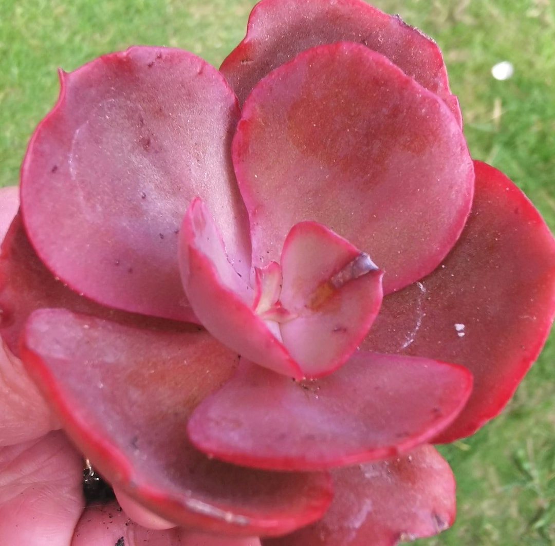Echeveria Suyon Rare Stunning Burnt Orange Hues 1 Leaf Cutting for ...