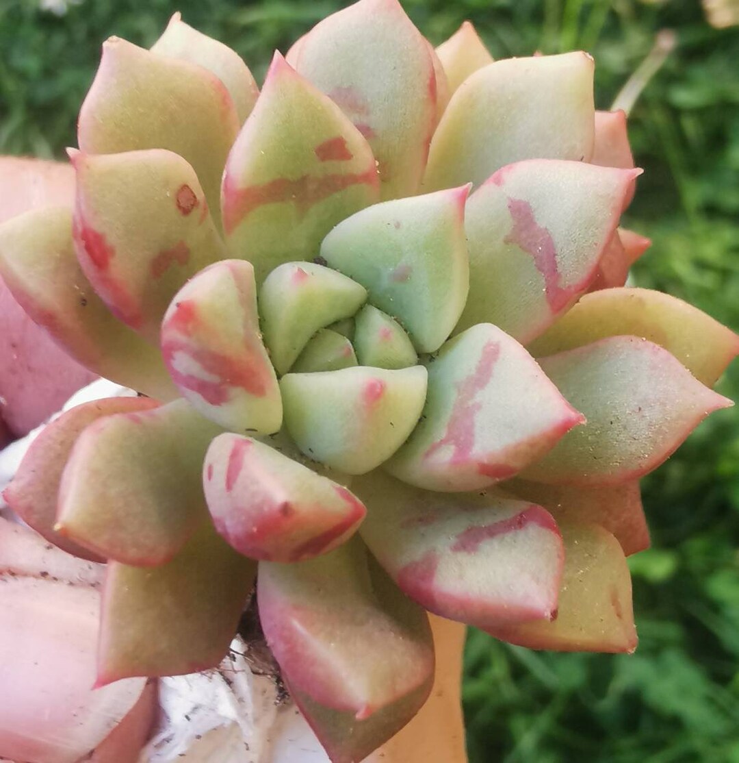 Super Rare Echeveria Jelly Jam Unrooted Leaf Cutting or Small Pup on ...