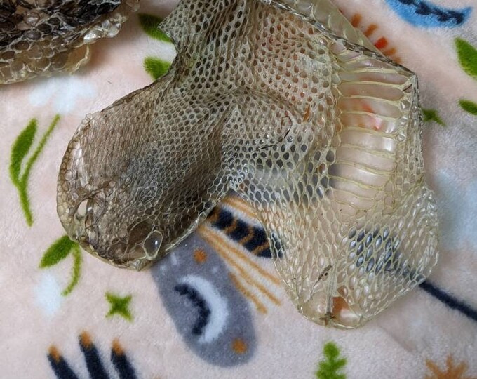 EDB Rattlesnake Shed 54in Cruelty-free Crotalus Adamanteus, Snake, Art ...