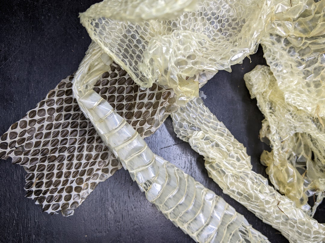 Snake Shed Crafting Pack | Cruelty-free | Art, Resin, Jewelry, Wiccan ...