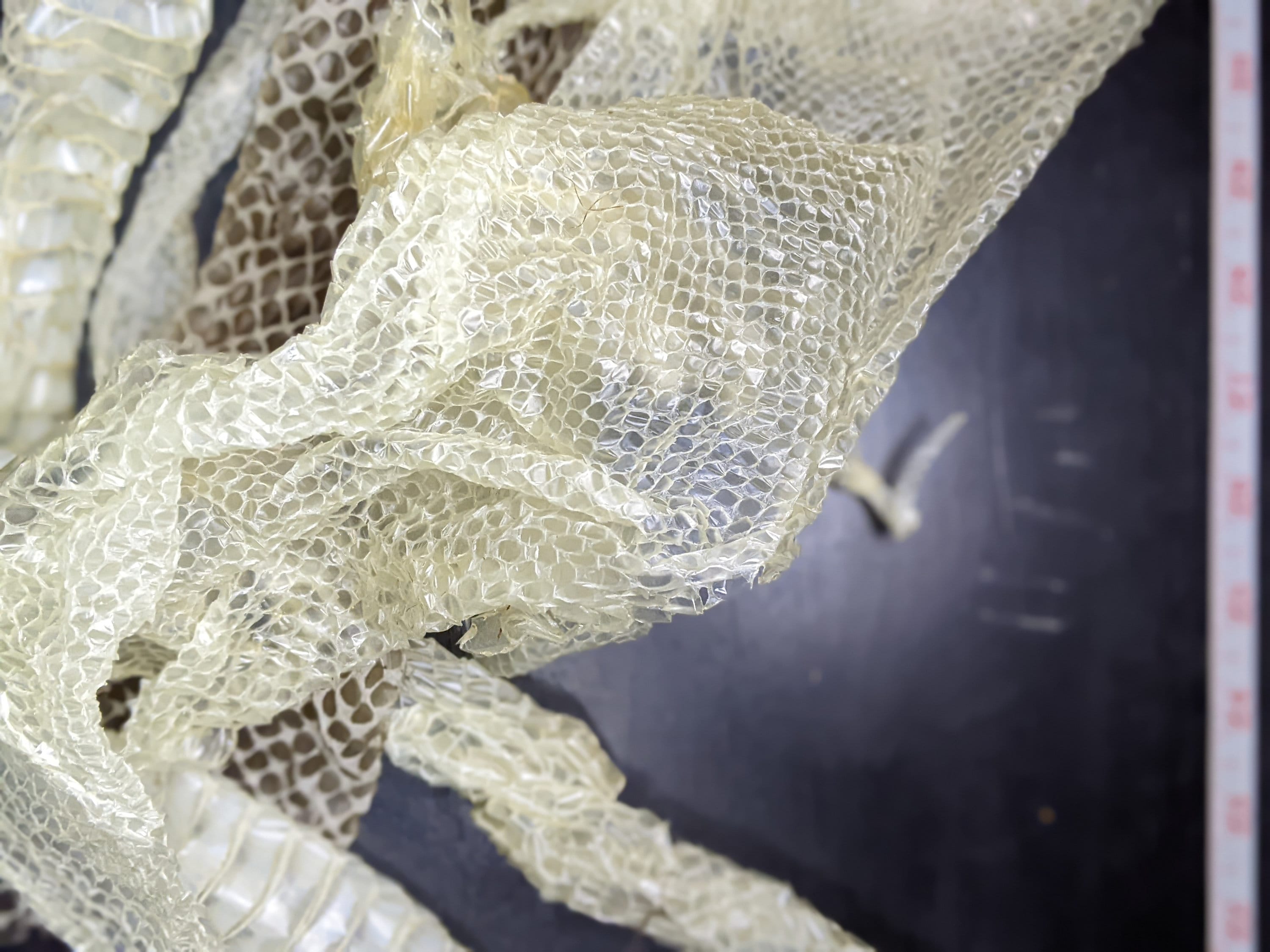 Snake Shed Crafting Pack | Cruelty-free | Art, Resin, Jewelry, Wiccan ...