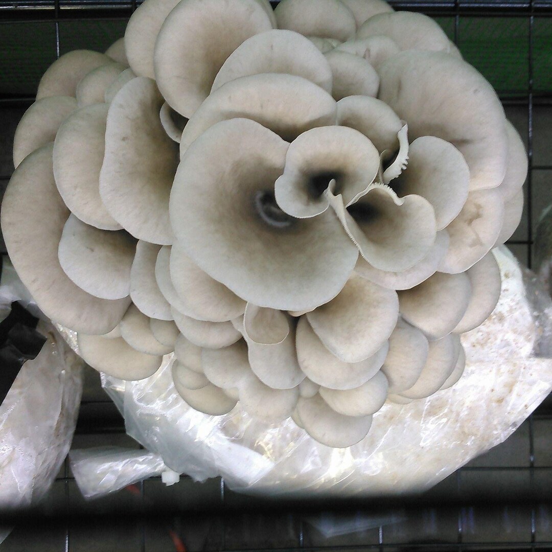 SPECIAL 2 Grow Kits 6lb Blocks - Etsy