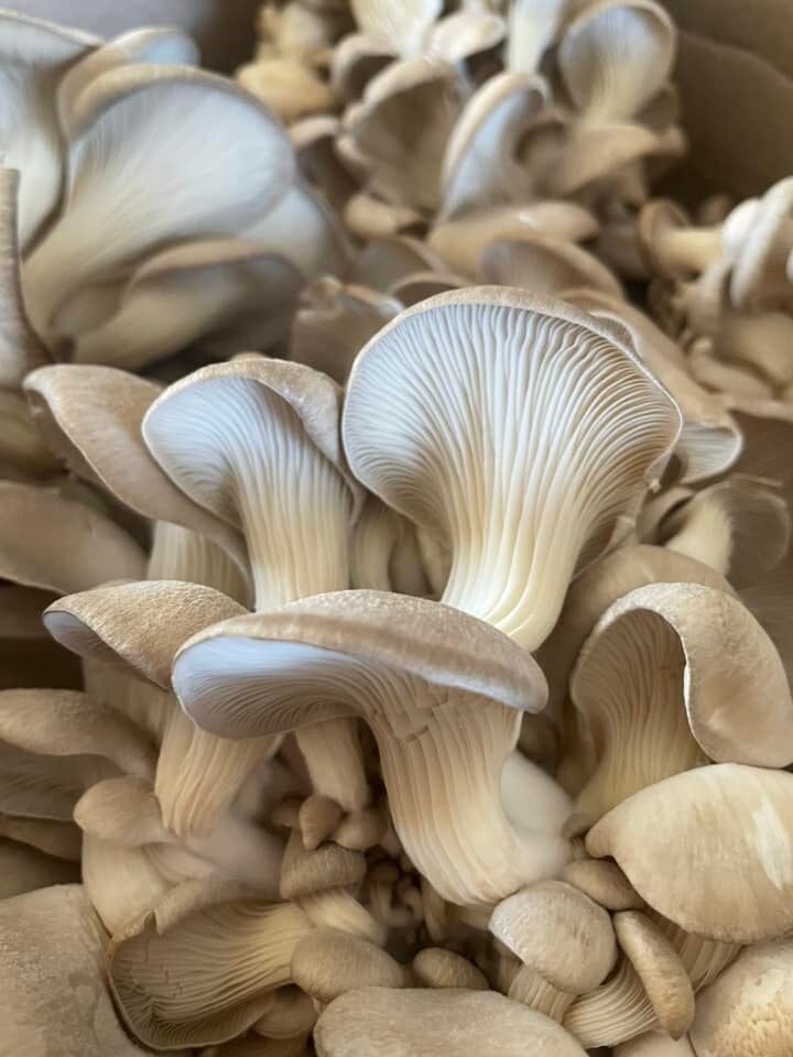 SPECIAL 2 Grow Kits 6lb Blocks - Etsy