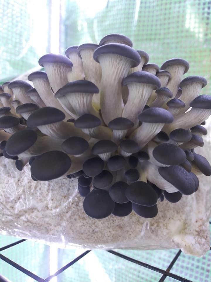 SPECIAL 2 Grow Kits 6lb Blocks - Etsy