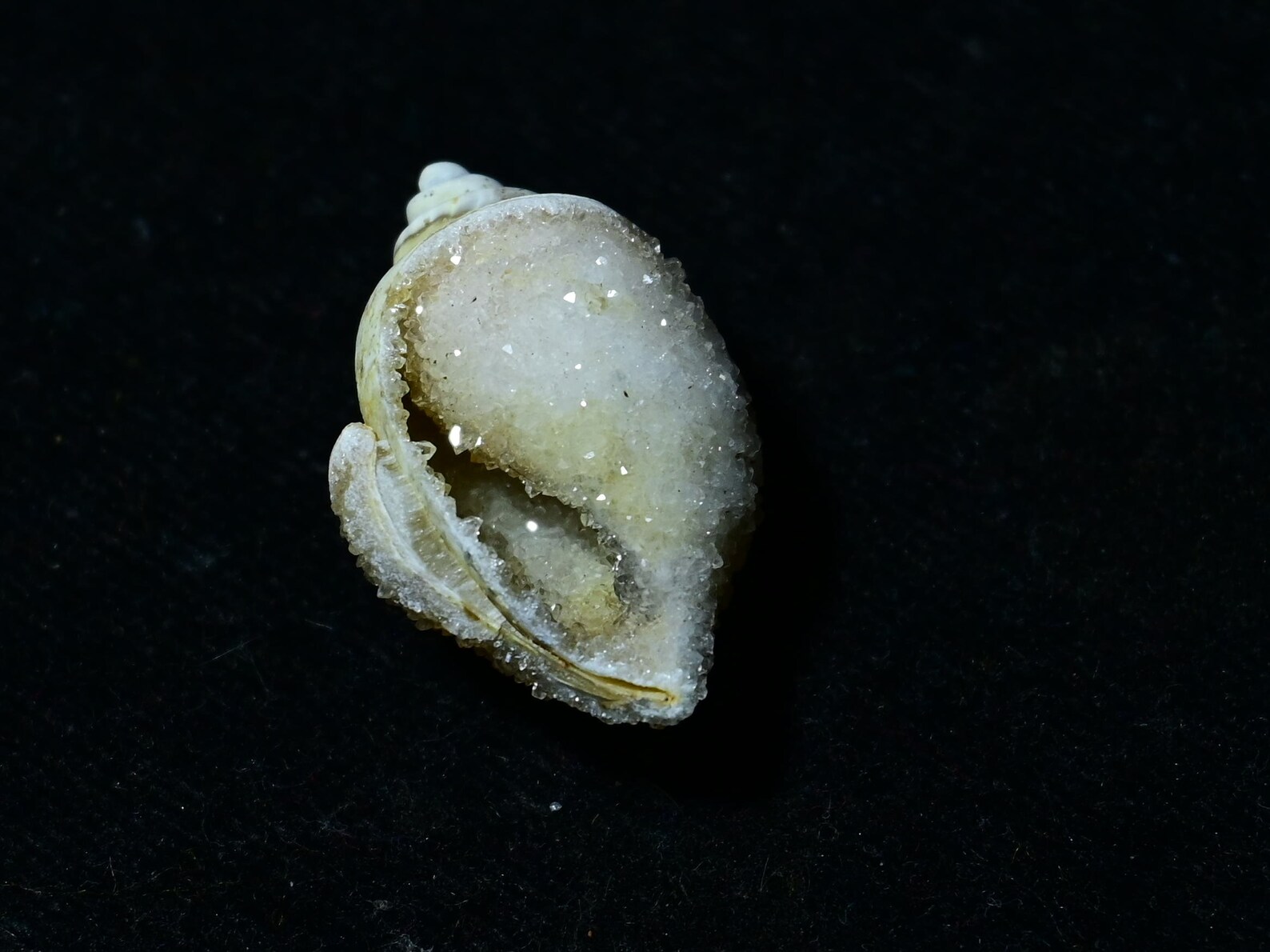 Antique Fossil Druzy 25 Ct. Very Unique Snail Druzy Snail Druzy Vintage ...