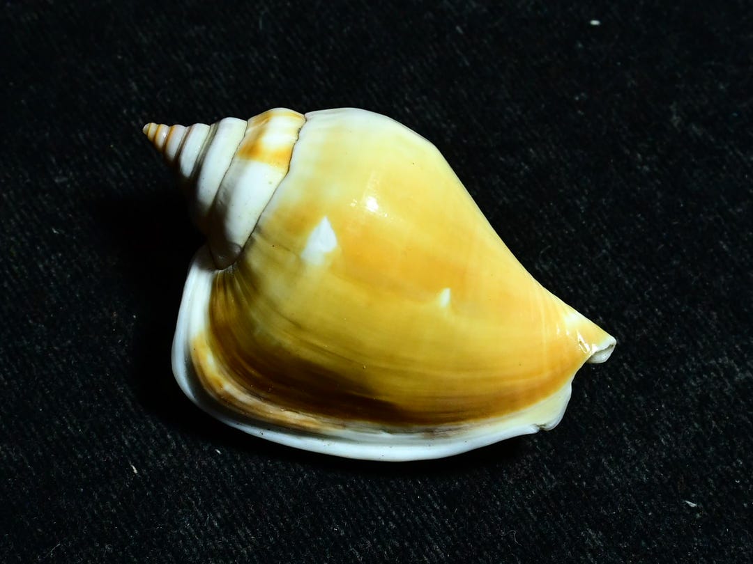 Seashell Strombus Laevistrombus Turturella Strombidae Dog Conch DOG ...