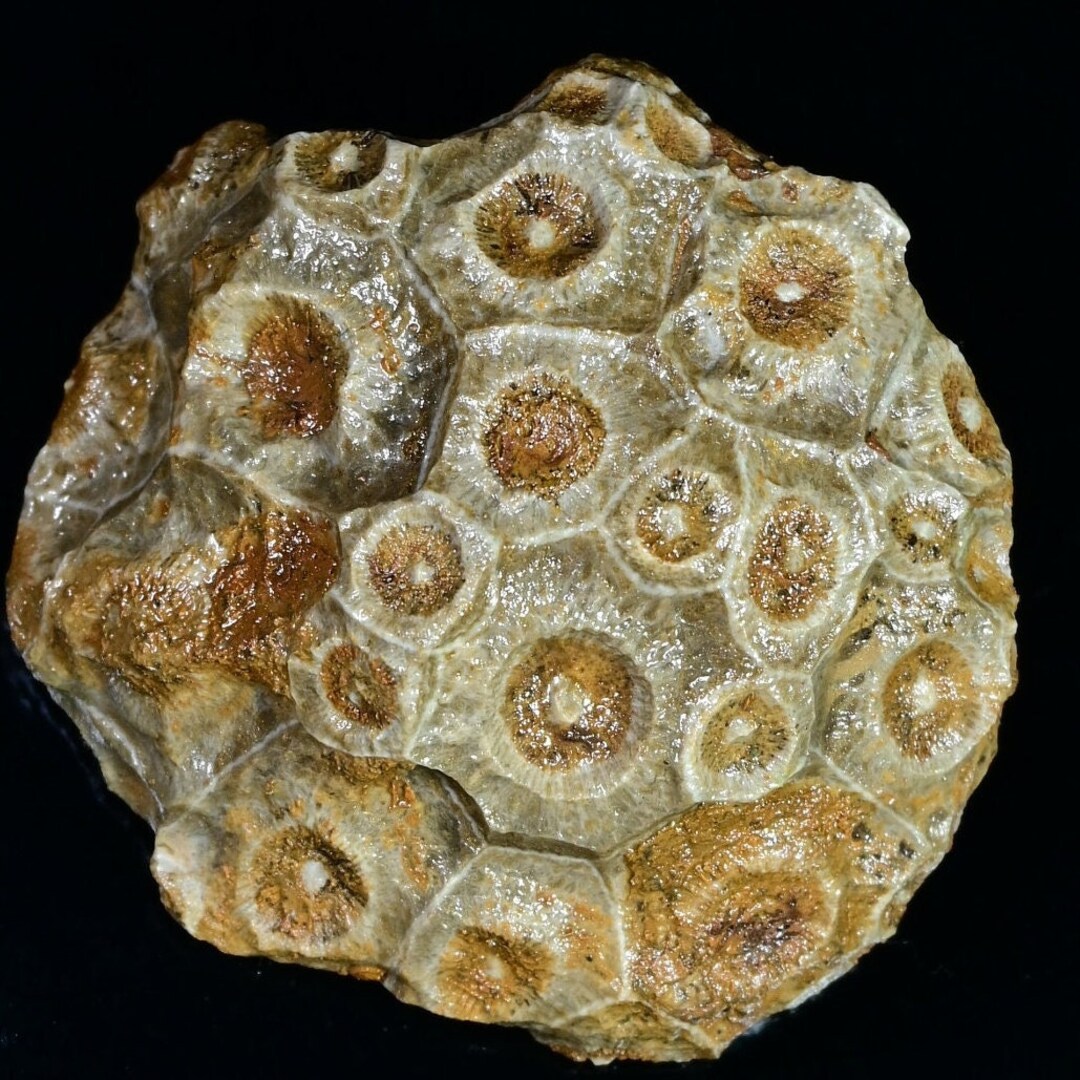 Fossil Coral Raw Fossil Specimen 400 Ct. Coral Druzy Home - Etsy