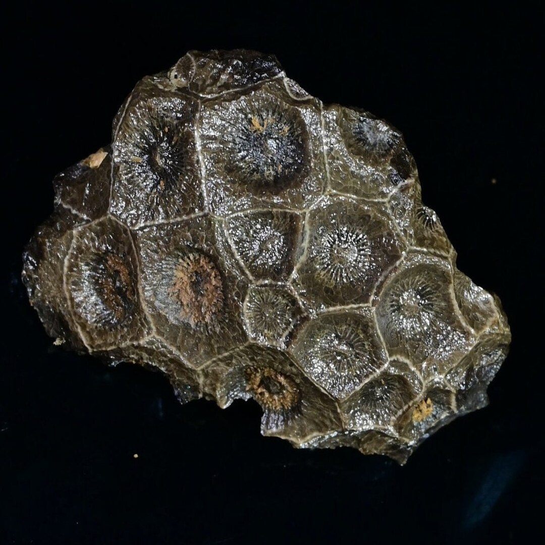 Fossil Coral Raw Fossil Specimen 347 Ct. Coral Druzy Home Decor Coral ...