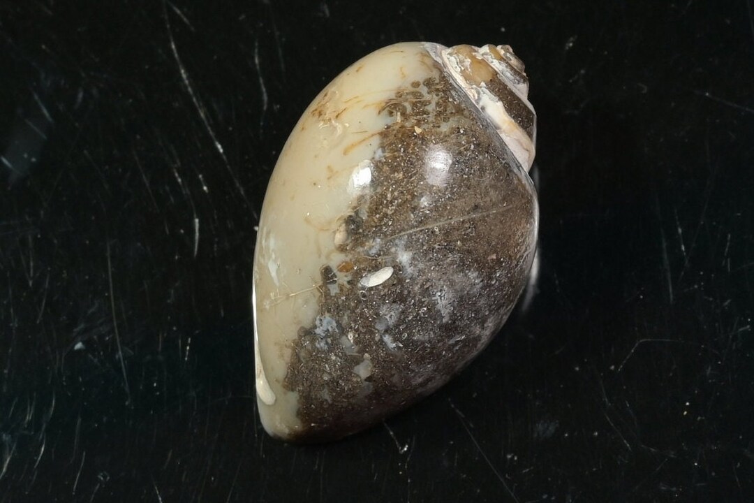 160 Ct. 100% Natural Rare Fossil Snail Agate Fancy Loose Gemstone ...