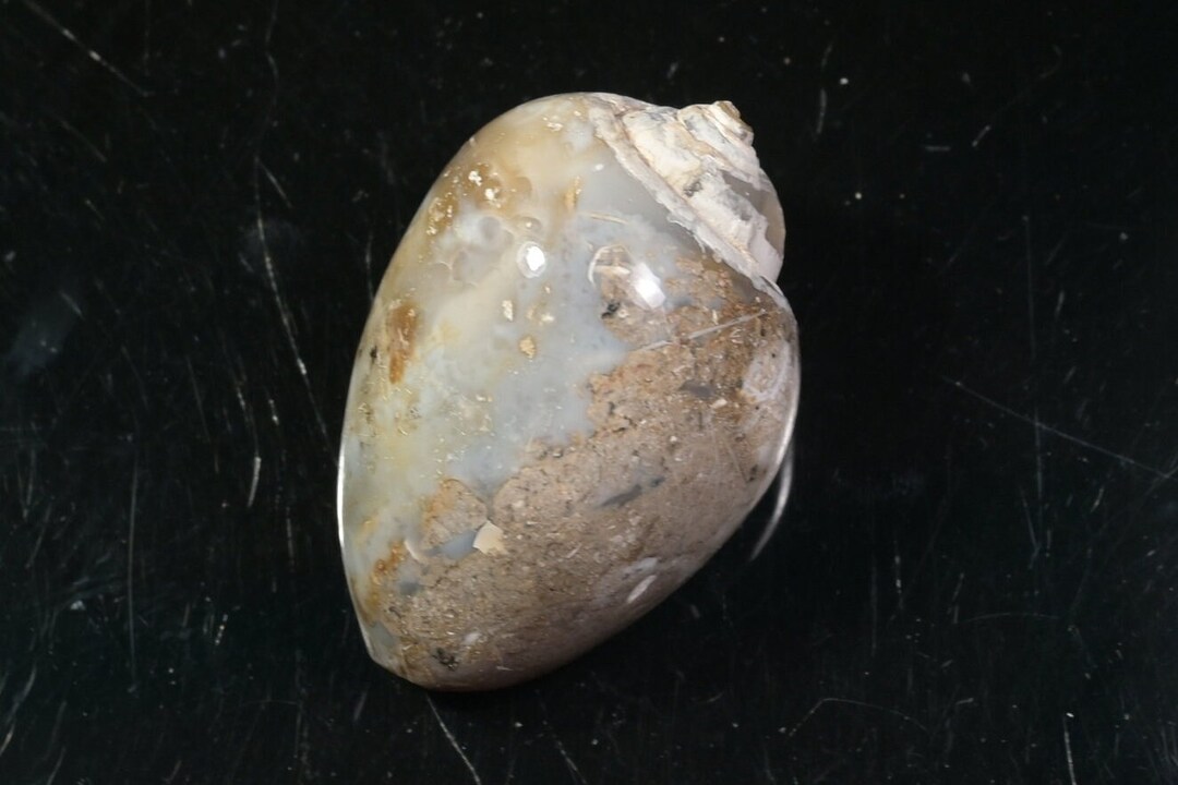 260 Ct. 100% Natural Rare Fossil Snail Agate Fancy Loose - Etsy
