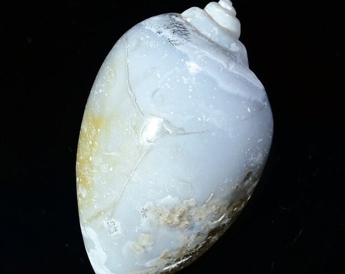 100% Natural Rare Fossil Snail Agate 120 Ct. Fancy Loose Gemstone ...