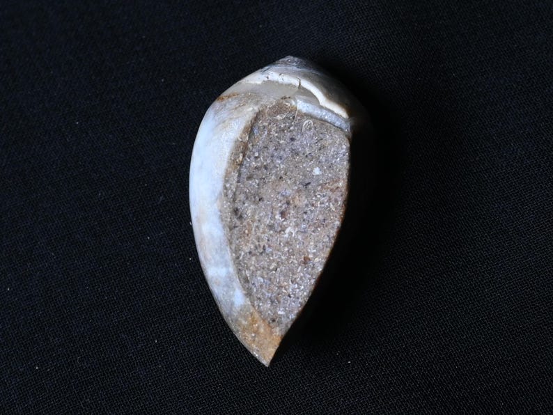 Natural Rare Fossil Snail Druzy Agate Fancy Loose Gemstone | Druzy ...