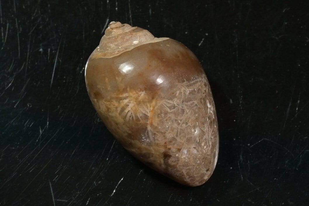 142 Ct. 100% Natural Rare Fossil Snail Agate Fancy Loose - Etsy Hong Kong