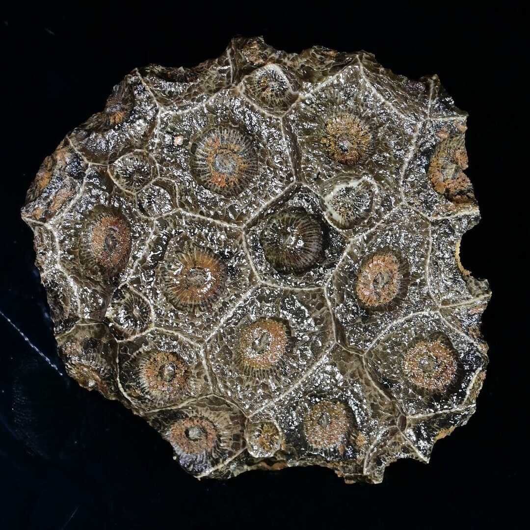 Fossil Coral Raw Fossil Specimen 335 Ct. Coral Druzy Home Decor Coral ...