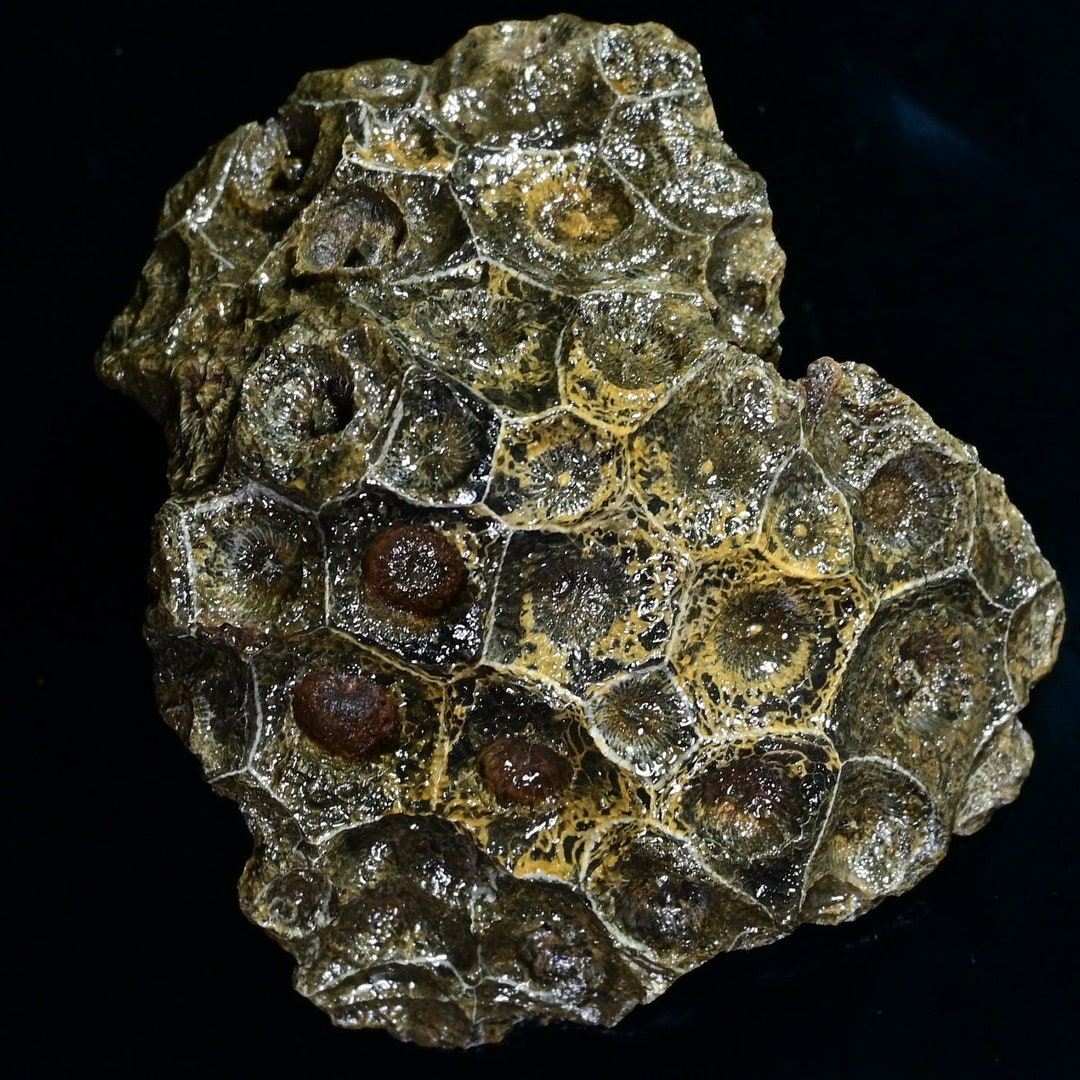 Fossil Coral Raw Fossil Specimen 825 Ct. Coral Druzy Home Decor Coral ...