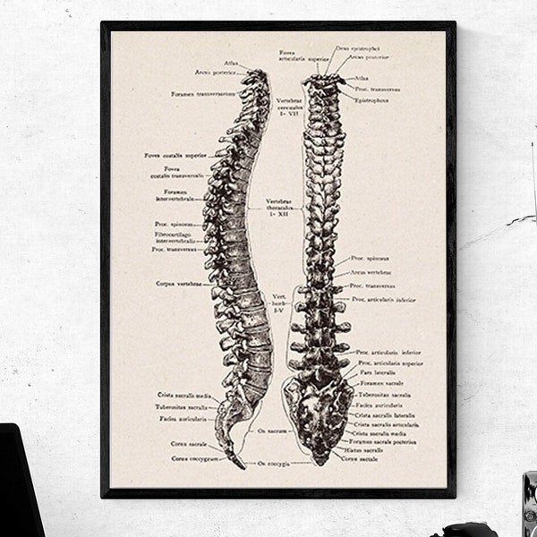 Human Anatomy Print - Etsy