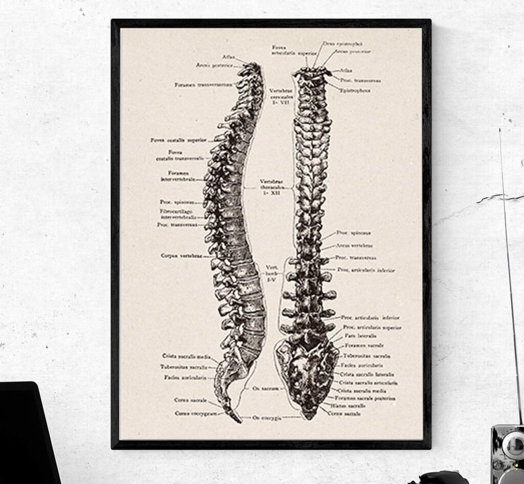 Spine Anatomy Poster Human Anatomy Art Print Canvas Poster Medical ...