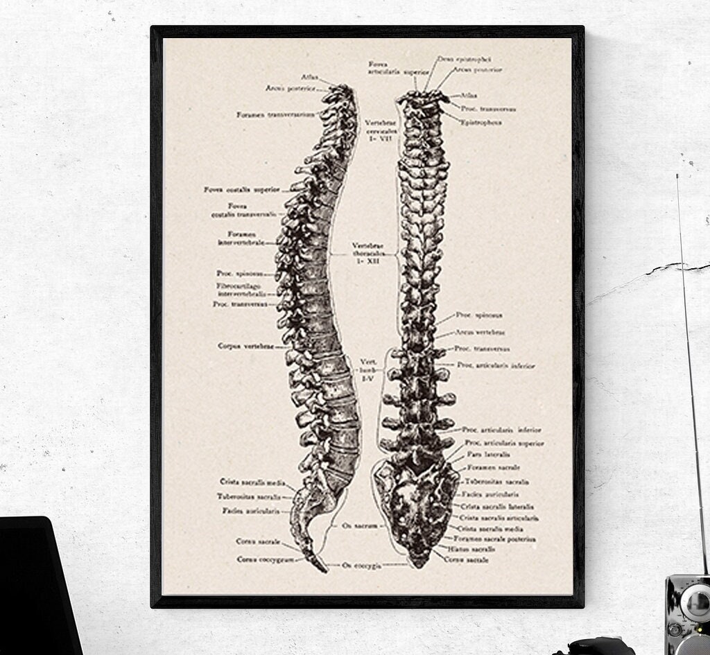 Spine Anatomy Poster Human Anatomy Art Print Canvas Poster Medical ...