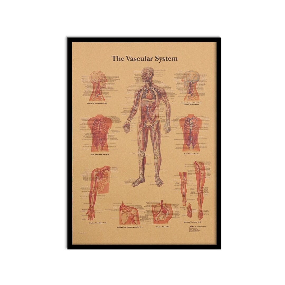 Anatomy Poster Retro Poster Print Art Human Anatomy the Vascular System ...
