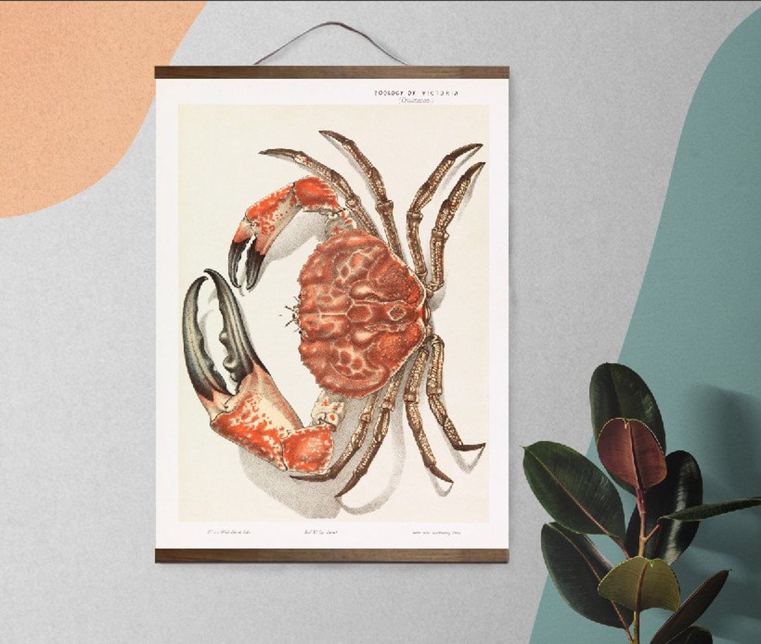 Crab Poster Crab Illustration Wall Scroll - Crab Art Canvas - Nautical ...
