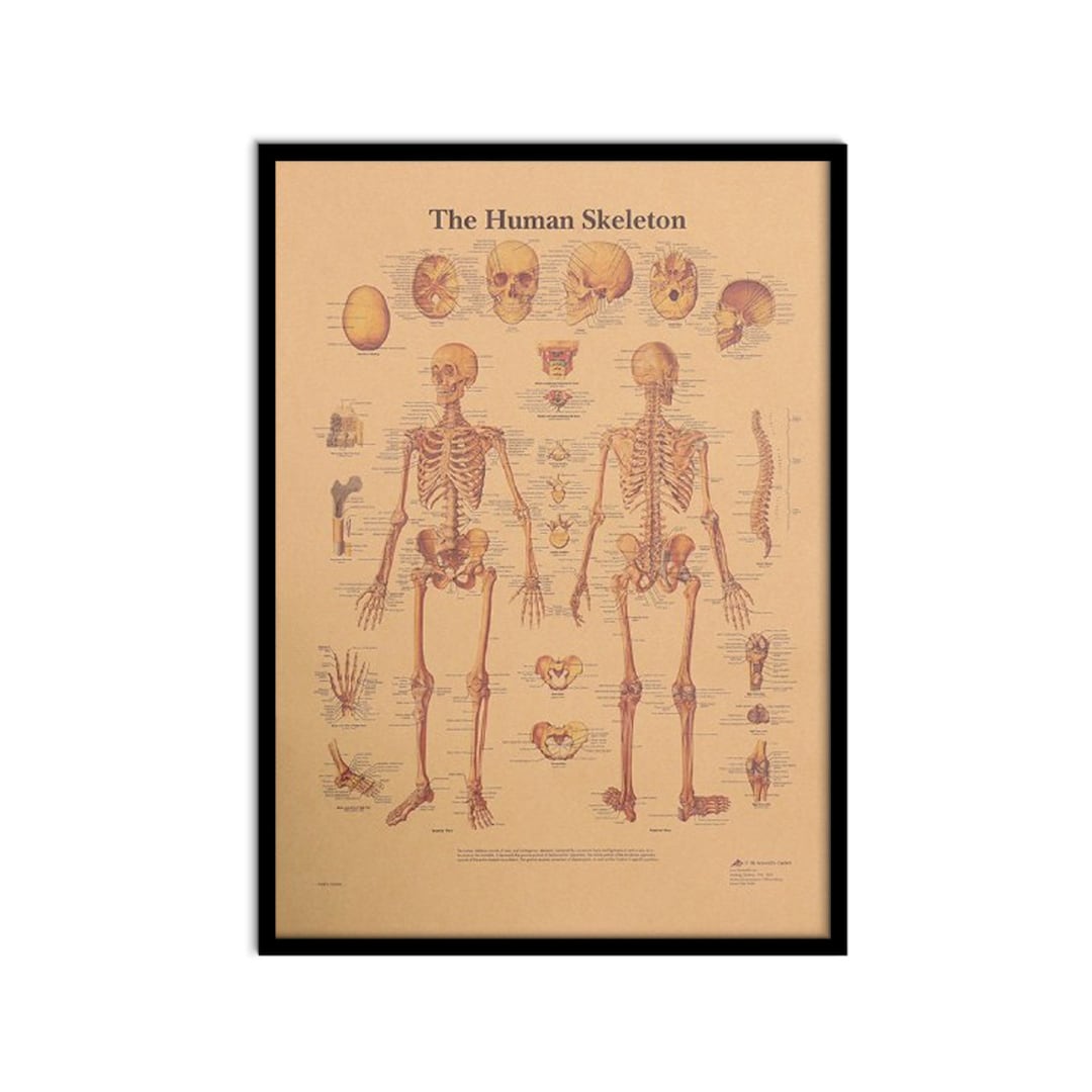 Skeleton Anatomy Poster Retro Poster Print Art Human Anatomy Skeleton ...
