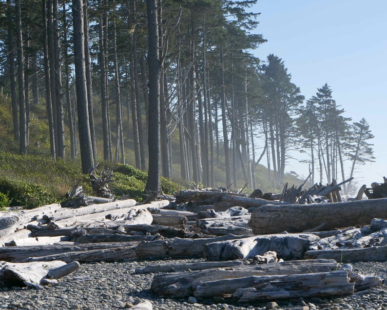 Forest and Ocean Beach Logs. Downloadable Print, Digital, Printable ...