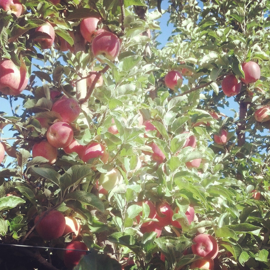 Organic Dried Fruit From Chelan Washington - Etsy