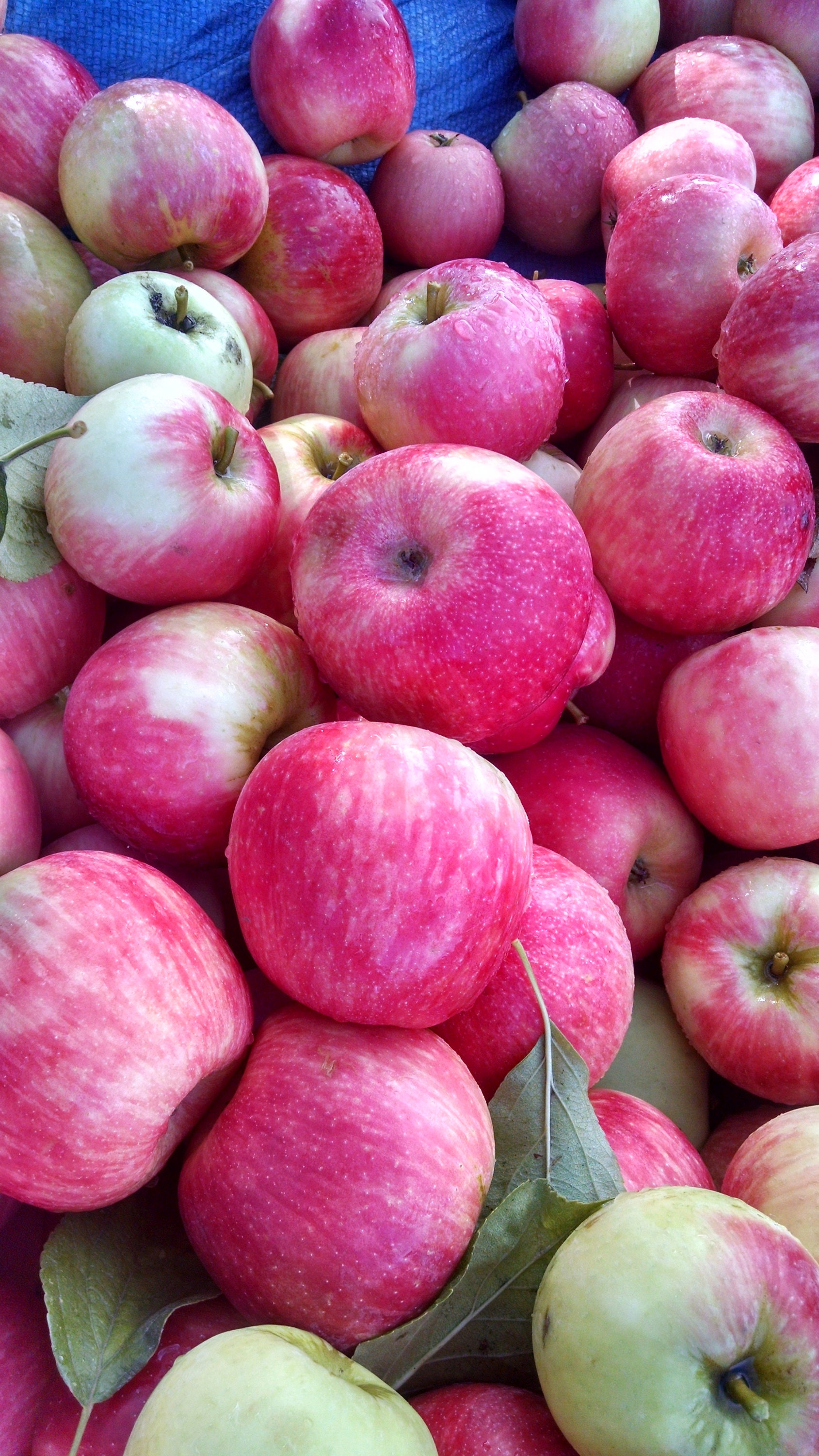 Organic Dried Fruit From Chelan Washington - Etsy