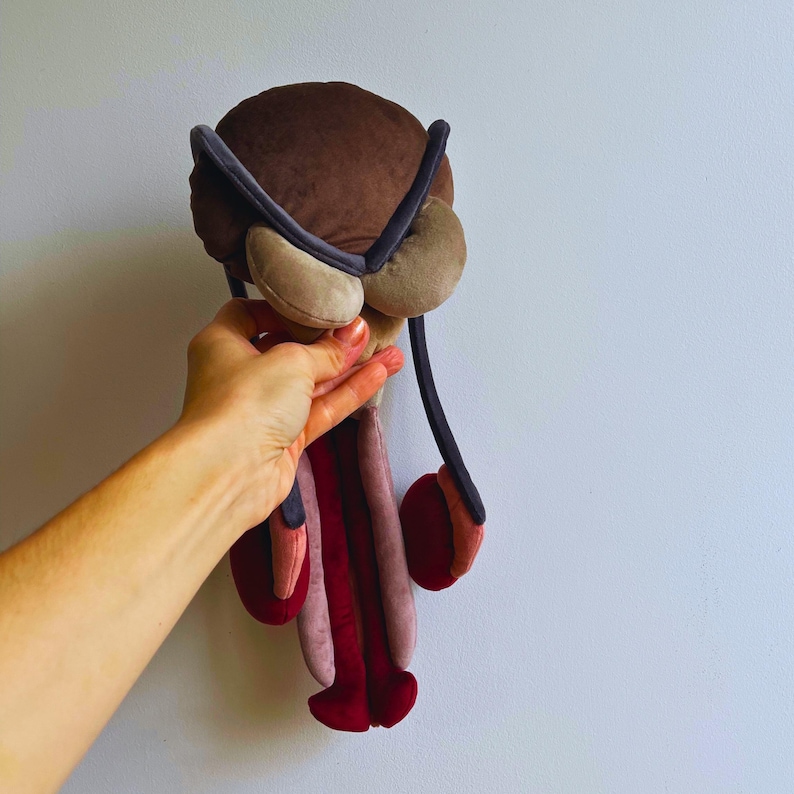 Velvet Male Genitourinary Model, Anatomy Tool, Male Reproductive System ...
