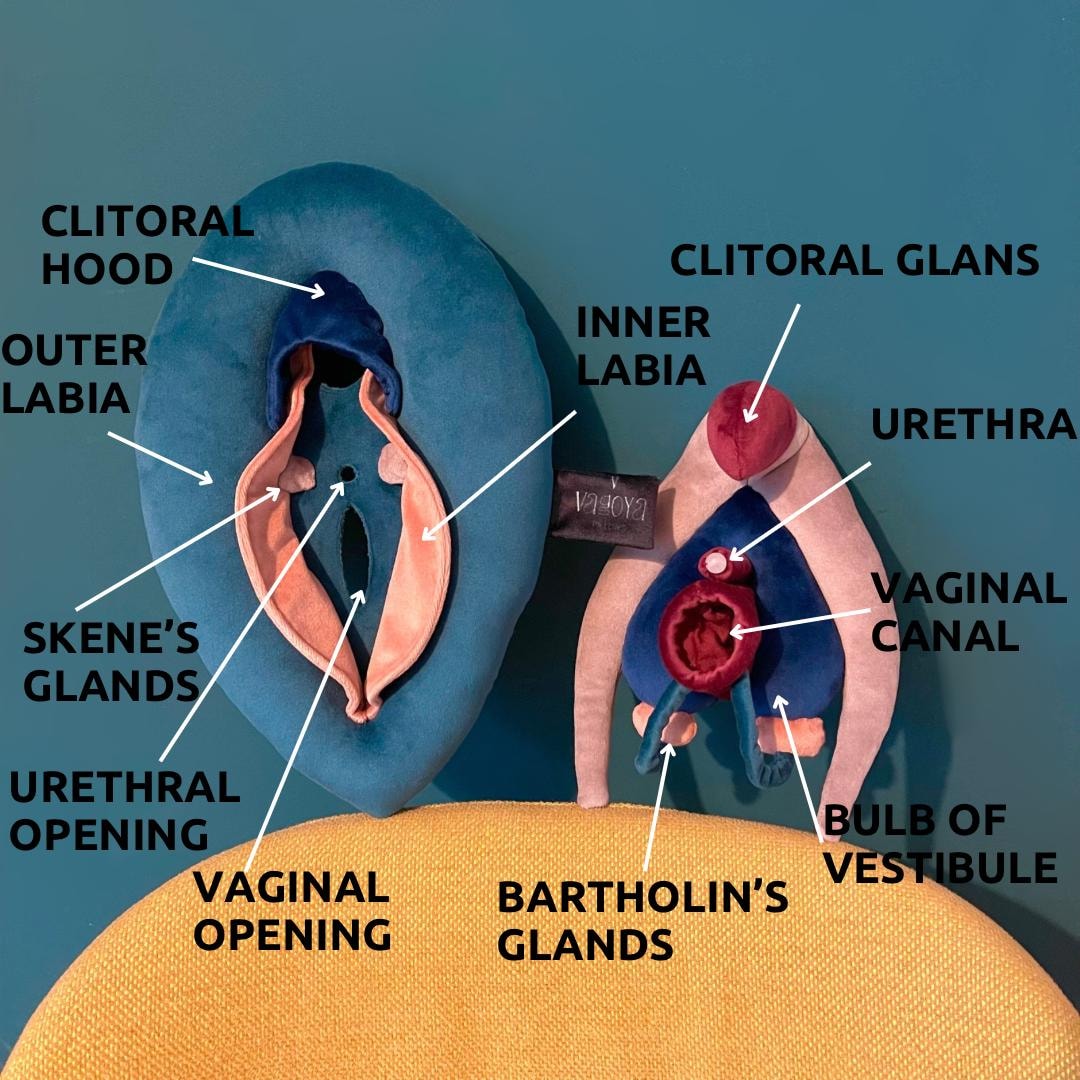 VULVA DELUXE Model, Vulva Anatomy Set With Detachable Clitoris, Skene’s and Bartholin’s Glands ...