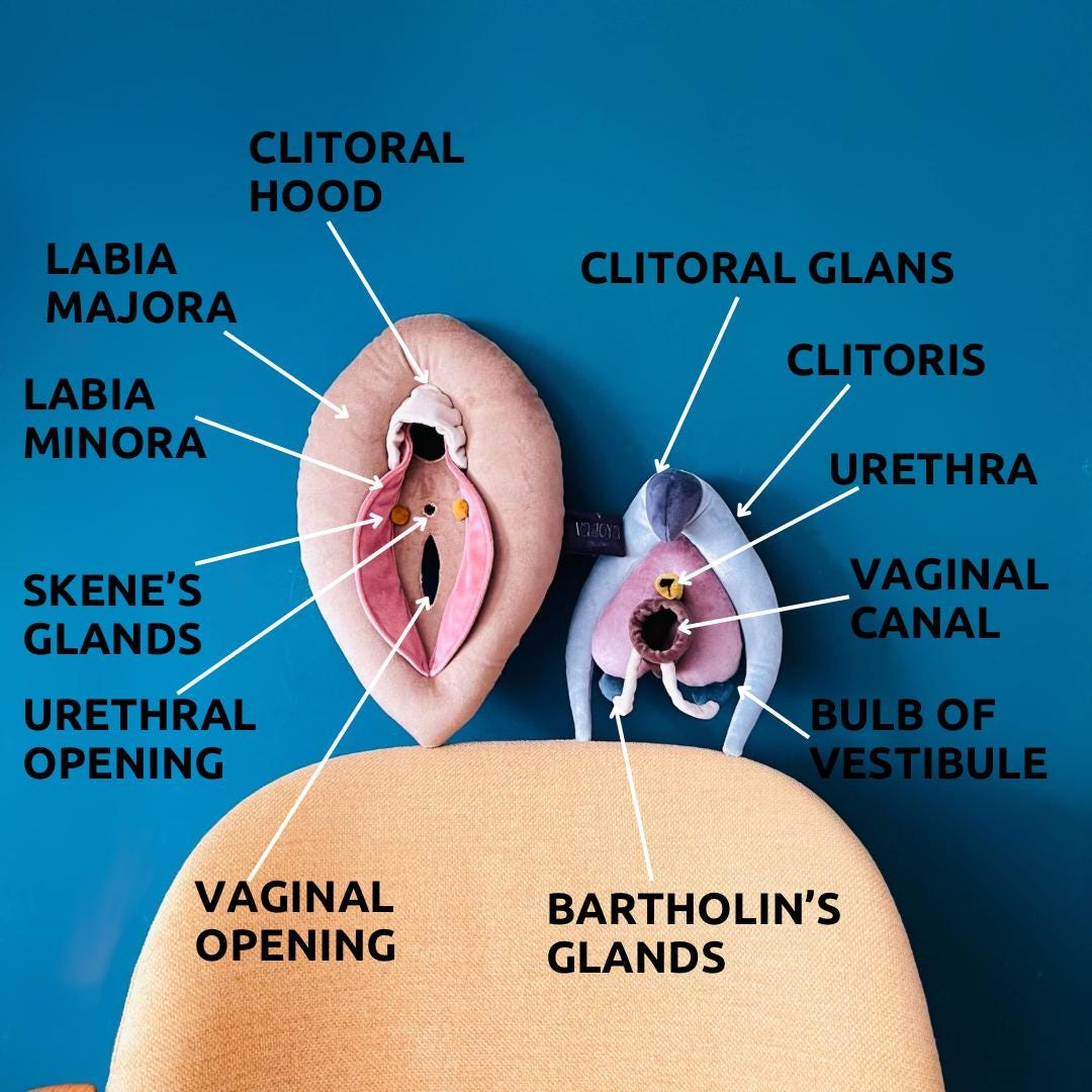 Vulva Deluxe Model Vulva Anatomy Set With Detachable Clitoris Skenes And Bartholins Glands