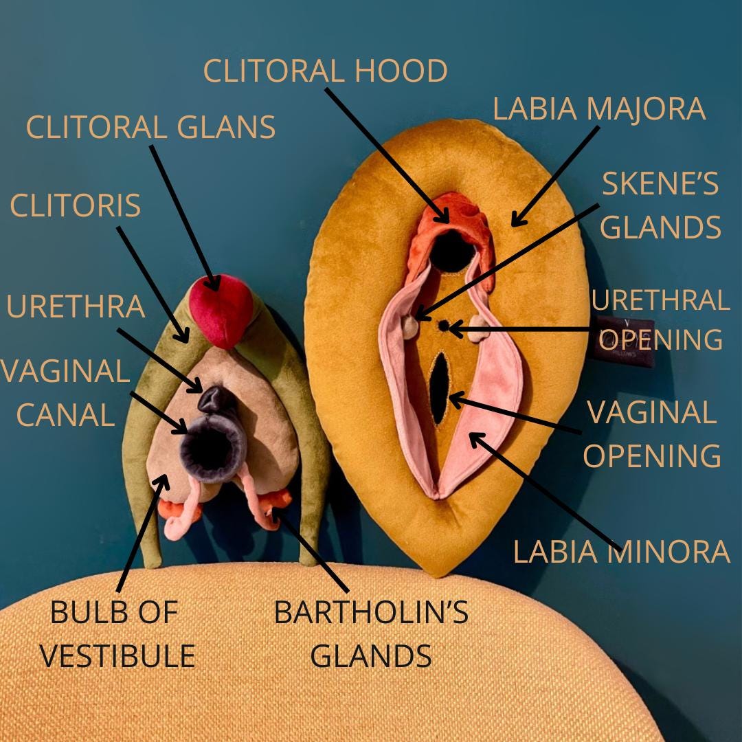 VULVA DELUXE Model, Vulva Anatomy Set With Detachable Clitoris, Skene’s and Bartholin’s Glands ...
