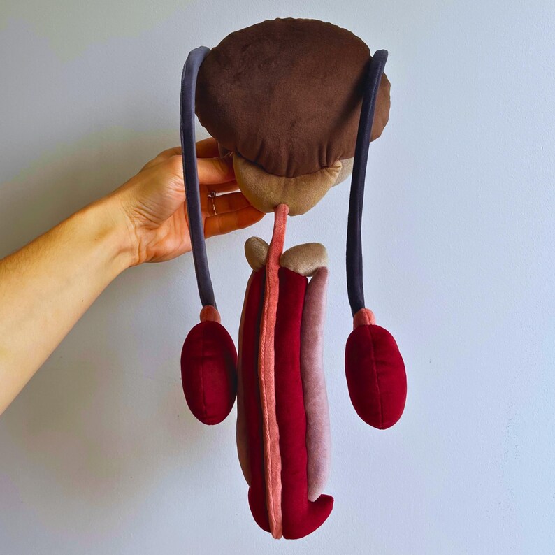 Velvet Male Genitourinary Model, Anatomy Tool, Male Reproductive System ...