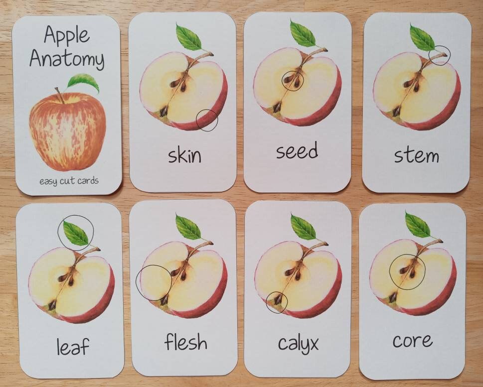 Apple Anatomy Set Poster Cards Homeschool Preschool | Etsy